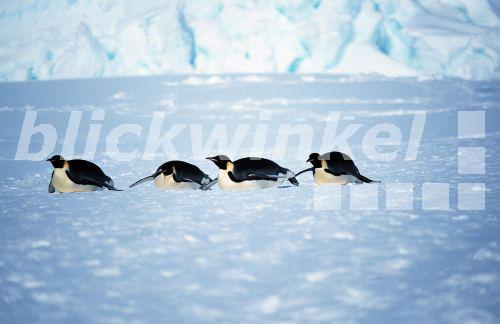blickwinkel - Kaiserpinguin (Aptenodytes forsteri), vier Tiere rutschen ...