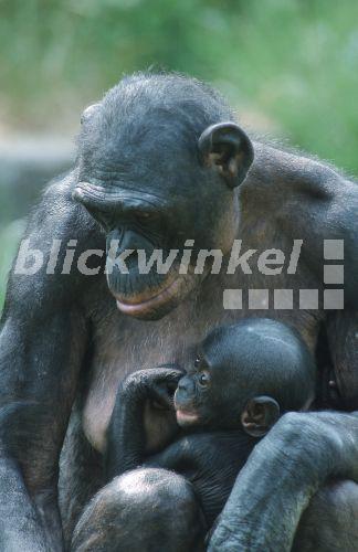 blickwinkel - Bonobo, Zwergschimpanse, Zwerg-Schimpanse (Pan paniscus ...