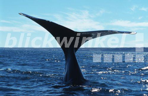 blickwinkel - Suedkaper, Suedlicher Glattwal (Eubalaena australis ...