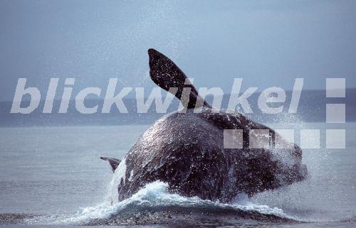 blickwinkel - Suedkaper, Suedlicher Glattwal (Eubalaena australis ...