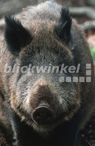 blickwinkel - Wildschwein, Wild-Schwein (Sus scrofa), Portraet ...