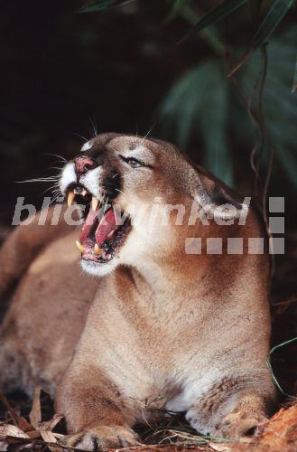 blickwinkel - Puma, Bergloewe (Puma concolor, Profelis concolor ...