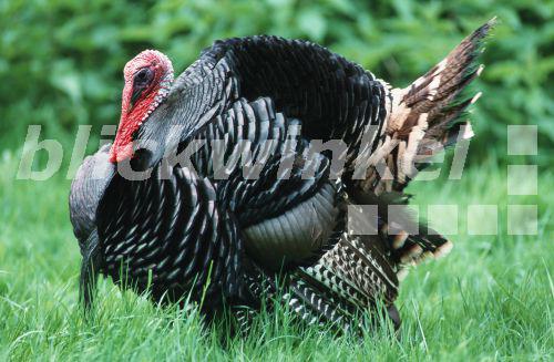 blickwinkel - Truthuhn, Truthahn (Meleagris gallopavo), Puter - common ...