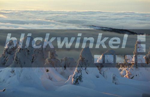 blickwinkel - Gemeine Fichte, Rottanne, Gewoehnliche Fichte (Picea ...