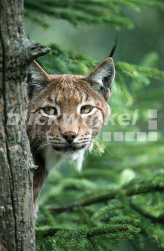 blickwinkel - Eurasischer Luchs, Europaeischer Luchs (Lynx lynx ...