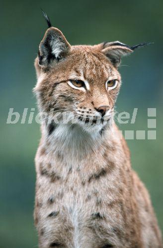 blickwinkel - Eurasischer Luchs, Europaeischer Luchs (Lynx lynx ...