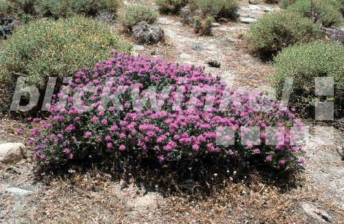 blickwinkel - Kopfiger Thymian (Coridothymus capitatus, Thymus ...