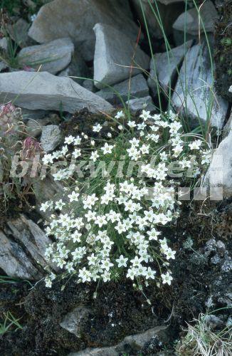 blickwinkel - Krummblaettrige Miere (Minuartia recurva), bluehende ...