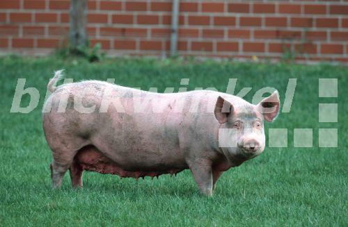blickwinkel - Hausschwein (Sus scrofa f. domestica), auf einer Wiese ...