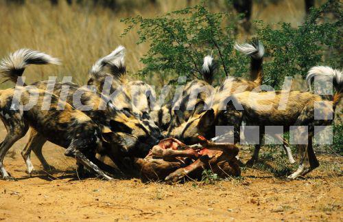 blickwinkel - Afrikanischer Wildhund, Hyaenenhund (Lycaon pictus ...