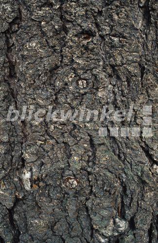blickwinkel - Grautanne (Abies concolor), Rinde - white fir (Abies ...