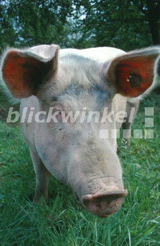 blickwinkel - Hausschwein (Sus scrofa f. domestica), auf einer Wiese ...