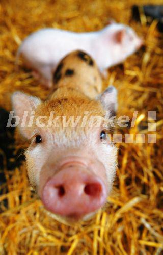 blickwinkel - Hausschwein, Minischwein, Mikroschwein, Mikro-Schwein ...