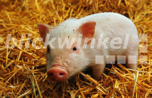 blickwinkel - Hausschwein, Minischwein, Mikroschwein, Mikro-Schwein ...