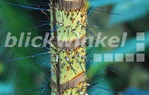 blickwinkel - Stachelpalme (Aiphanes aculeata), Stacheln am Stamm ...