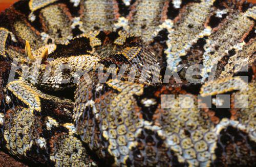 blickwinkel - Nashornviper (Bitis nasicornis), Portrait - river jack ...