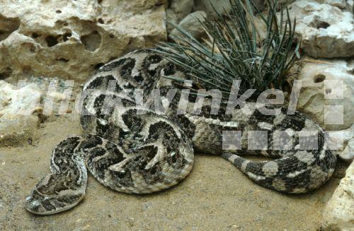 blickwinkel - Gewoehnliche Puffotter (Bitis arietans, Bitis lachesis ...