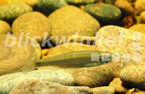 blickwinkel - Hasel, Haesling, Zinnfisch, Zinn-Fisch (Leuciscus ...