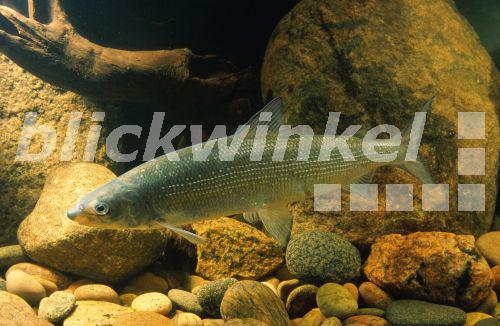 blickwinkel - Kleine Schwebrenke, Schnepel, Schnaepel, Edelmaraene ...