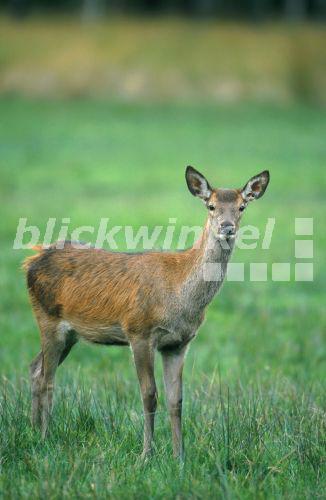 blickwinkel - Rothirsch, Edelhirsch, Rot-Hirsch, Edel-Hirsch (Cervus ...