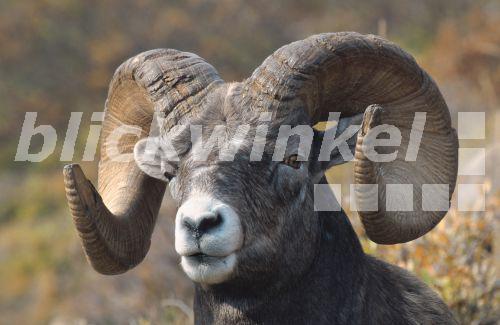 blickwinkel - Dickhornschaf, Dickhorn-Schaf (Ovis canadensis ...