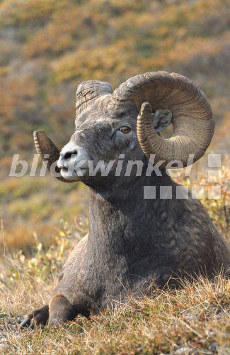 blickwinkel - Dickhornschaf, Dickhorn-Schaf (Ovis canadensis ...