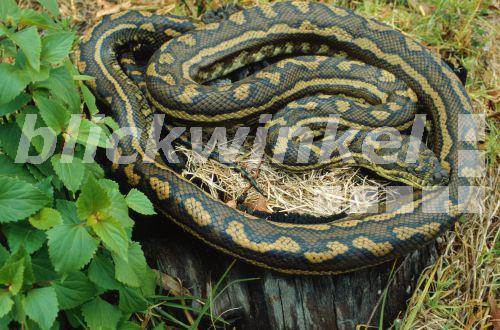 blickwinkel - Rautenpython, Diamantpython, Rauten-Python, Diamant-Python (Morelia spilota ...