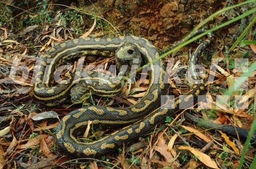 blickwinkel - Rautenpython, Diamantpython, Rauten-Python, Diamant-Python (Morelia spilota ...