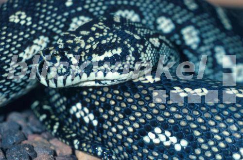 blickwinkel - Rautenpython, Diamantpython, Rauten-Python, Diamant-Python (Morelia spilota ...