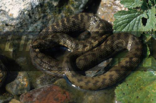 blickwinkel - Vipernatter, Viper-Natter (Natrix maura) - viperine snake ...