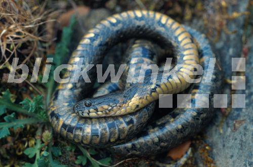 blickwinkel - Vipernatter, Viper-Natter (Natrix maura), Thanatose ...