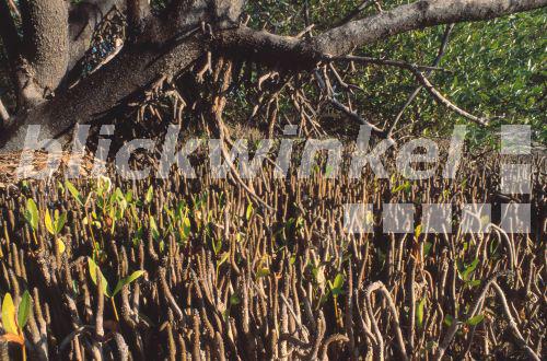 blickwinkel - Mangrovenpflanze (Avicennia germinans), Atemwurzeln ...