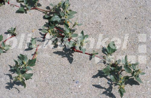 blickwinkel - Kahle Melde, Babington's Melde (Atriplex glabriuscula ...