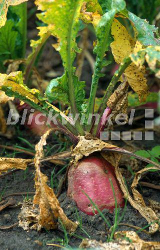 blickwinkel - Weisse Ruebe, Stoppelruebe, Herbstruebe (Brassica rapa ...