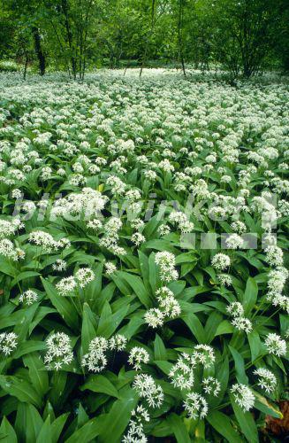 blickwinkel - Wilder Knoblauch, Waldknoblauch, Baer-Lauch, Baerlauch ...