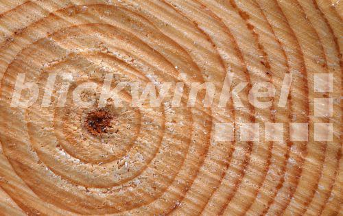 blickwinkel - Gemeine Fichte, Rottanne, Gewoehnliche Fichte (Picea ...