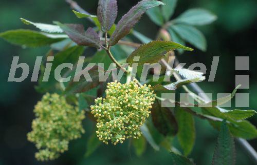 blickwinkel - Roter Holunder, Bergholunder, Berg-Holunder ...