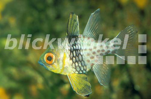 blickwinkel - Pyjama-Kardinalbarsch, Wimpel-Kardinalbarsch (Apogon ...