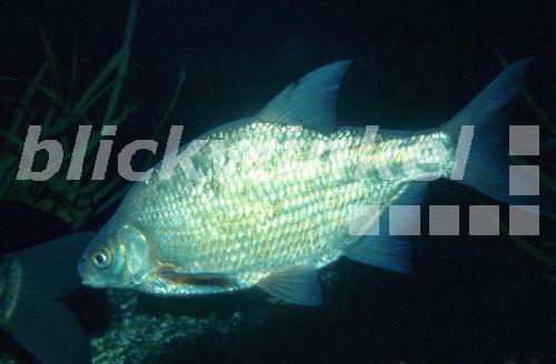 blickwinkel - Guester, Blicke, Pliete (Halbbrachsen) (Blicca bjoerkna ...