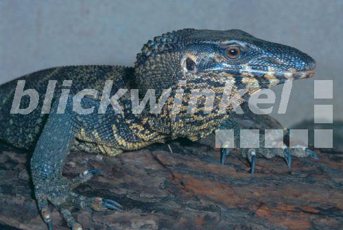 blickwinkel - Raunackenwaran (Varanus rudicollis), Portraet - rough ...