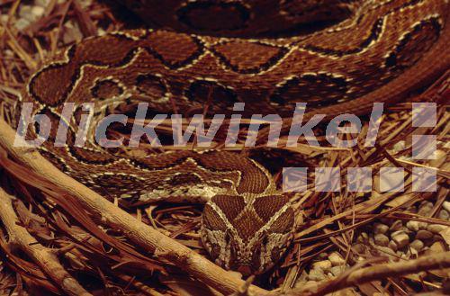 blickwinkel - Kettenviper (Vipera russelli, Daboia russelli) - Russell ...