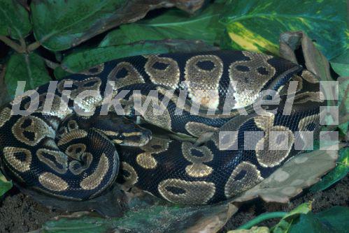 blickwinkel - Koenigspython, Koenigs-Python (Python regius) - ball ...