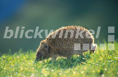 blickwinkel - Europaeischer Igel, Westeuropaeischer Igel, Westigel ...