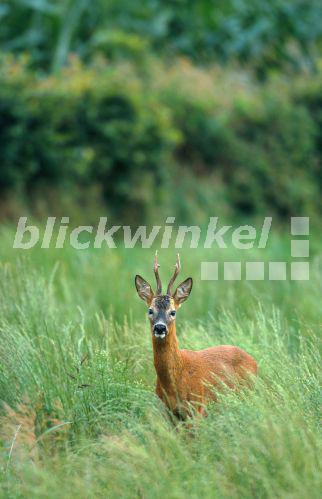 blickwinkel - Europaeisches Reh (Capreolus capreolus), Bock, in hohem ...