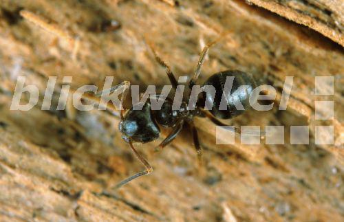 blickwinkel - Schwarze Gartenameise, Schwarzgraue Wegameise ...
