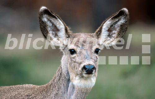 blickwinkel - Schwarzwedelhirsch, Maultierhirsch (Odocoileus hemionus ...