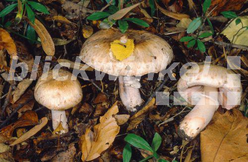 blickwinkel - Grosser Wald-Champignon, Grosser Waldchampignon ...