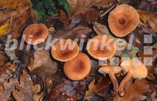 blickwinkel - Eichenmilchling, Eichen-Milchling (Lactarius quietus ...