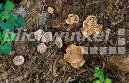 blickwinkel - Punktierte Porenscheibe, Rossapfel Kernpilz (Poronia ...