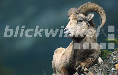 blickwinkel - Dickhornschaf, Dickhorn-Schaf (Ovis canadensis), Widder ...